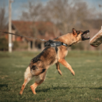 Dog Aggression Training Complete Guide to Calmer Happier Dog