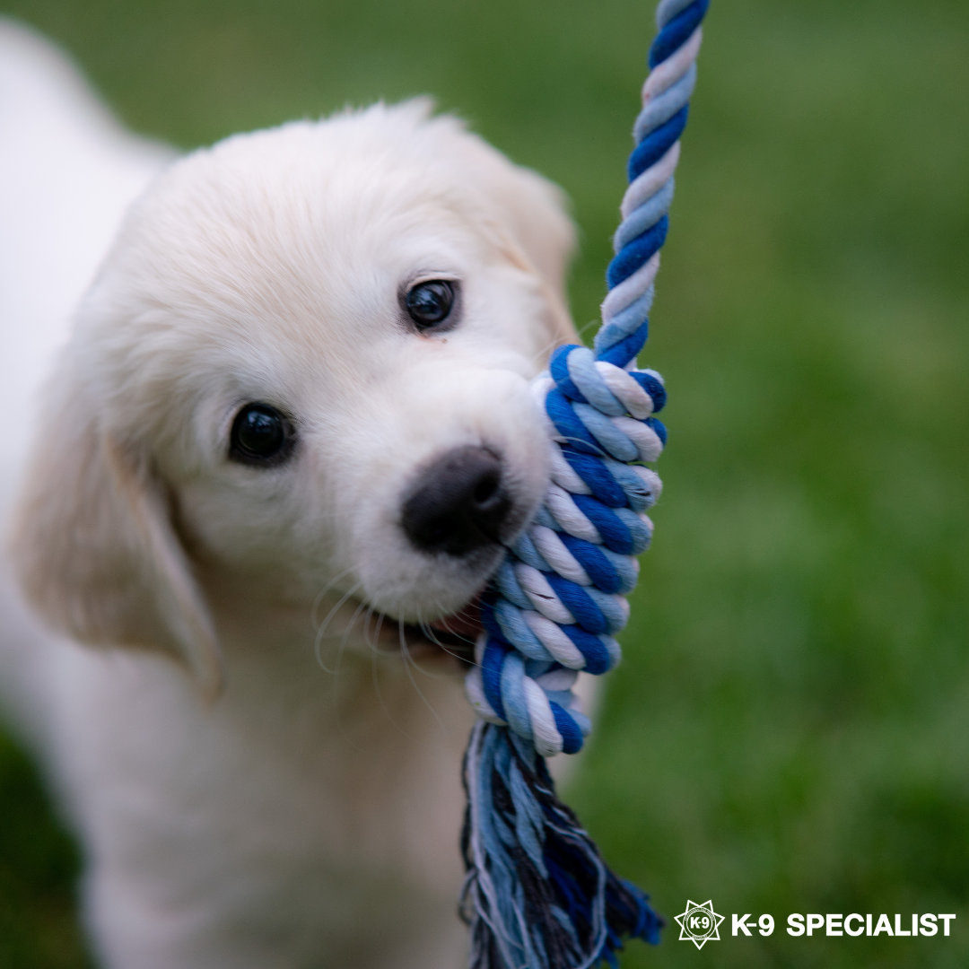 Puppy Training Classes: Socialization & Obedience Tips
