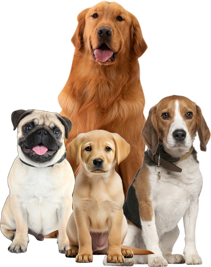 K-9 Dog Training Miami, FL - Dog Specialist For All Breeds